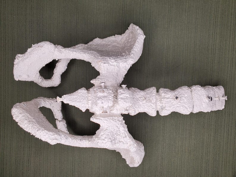 Life Size Hand Made Sculpture of the Human Pelvis and Partial Spine - Etsy