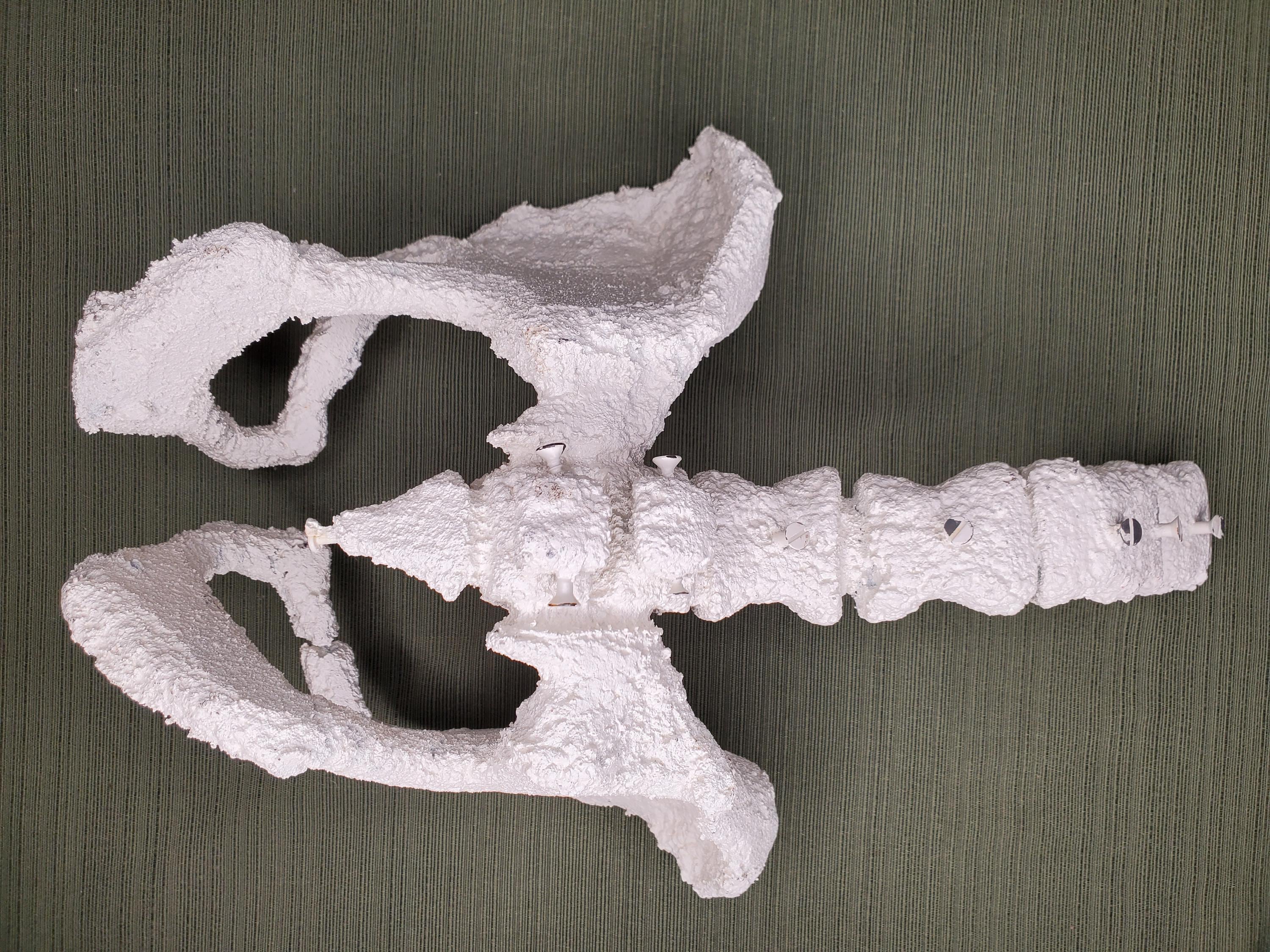 Life Size Hand Made Sculpture of the Human Pelvis and Partial Spine - Etsy