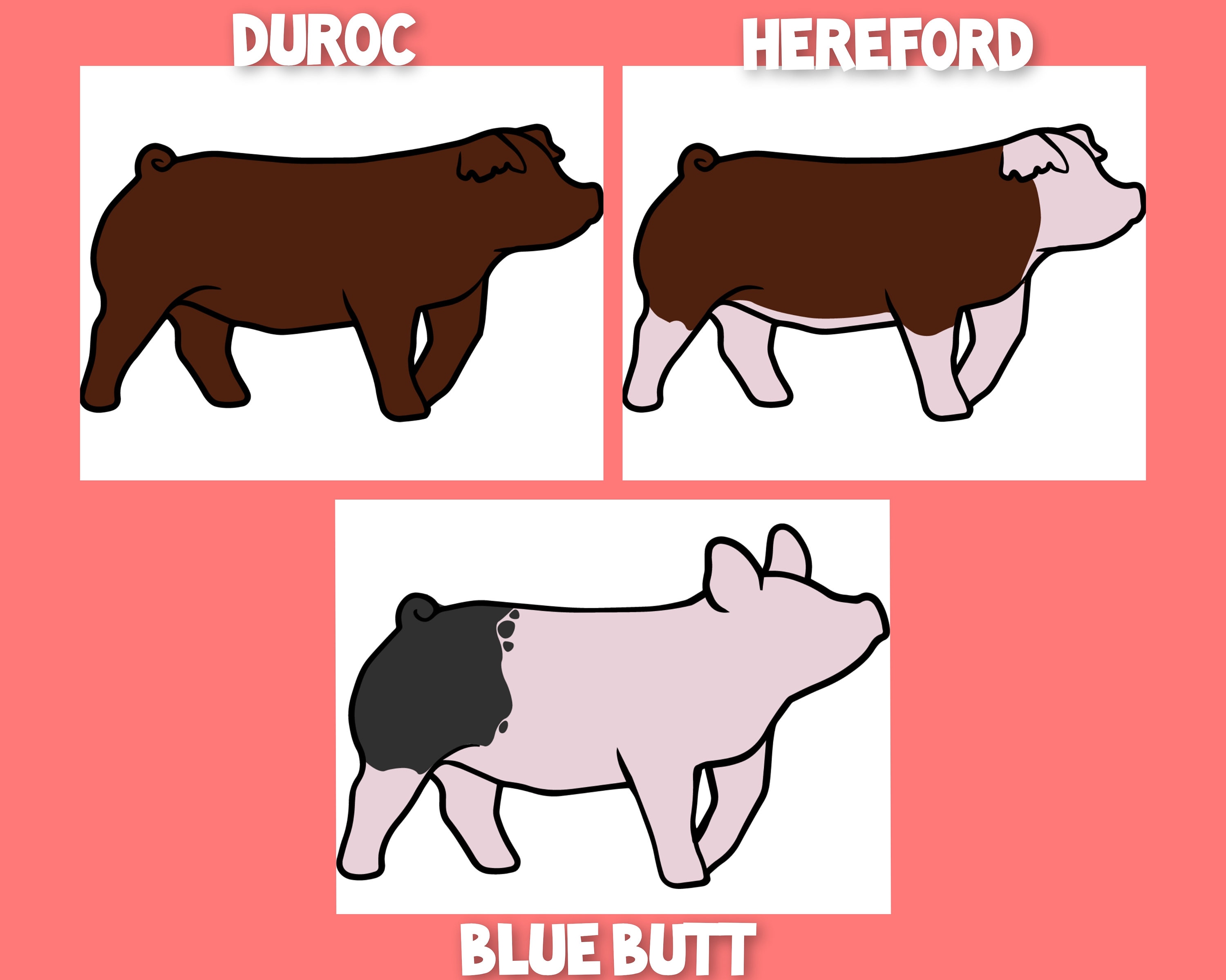 Full Color Show Pigs-hampshire-poland-berkshire-blue Butt-yorkshire ...