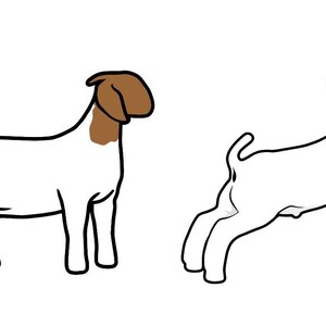 Full Color Show Goat-full Color Show Goats-boer Doe-boer Wether-jackpot ...