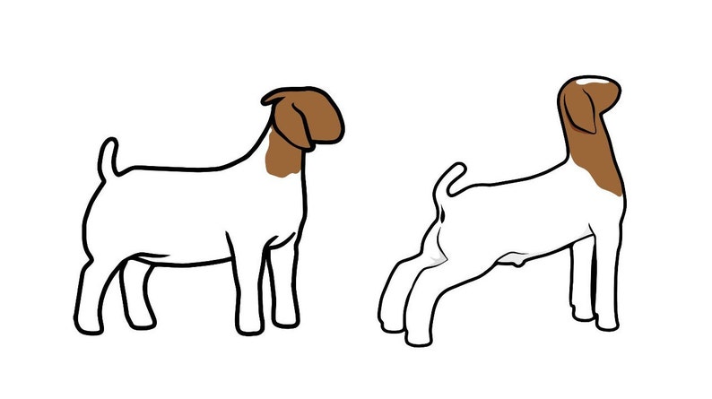 Full Color Show Goat-full Color Show Goats-boer Doe-boer Wether-jackpot ...