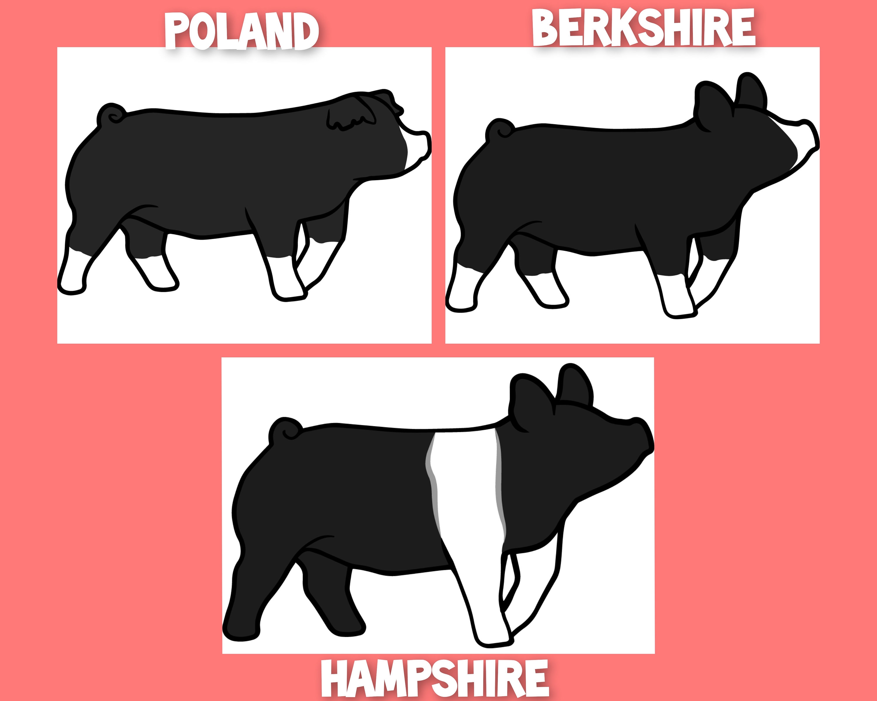 Full Color Show Pigs-hampshire-poland-berkshire-blue Butt-yorkshire ...