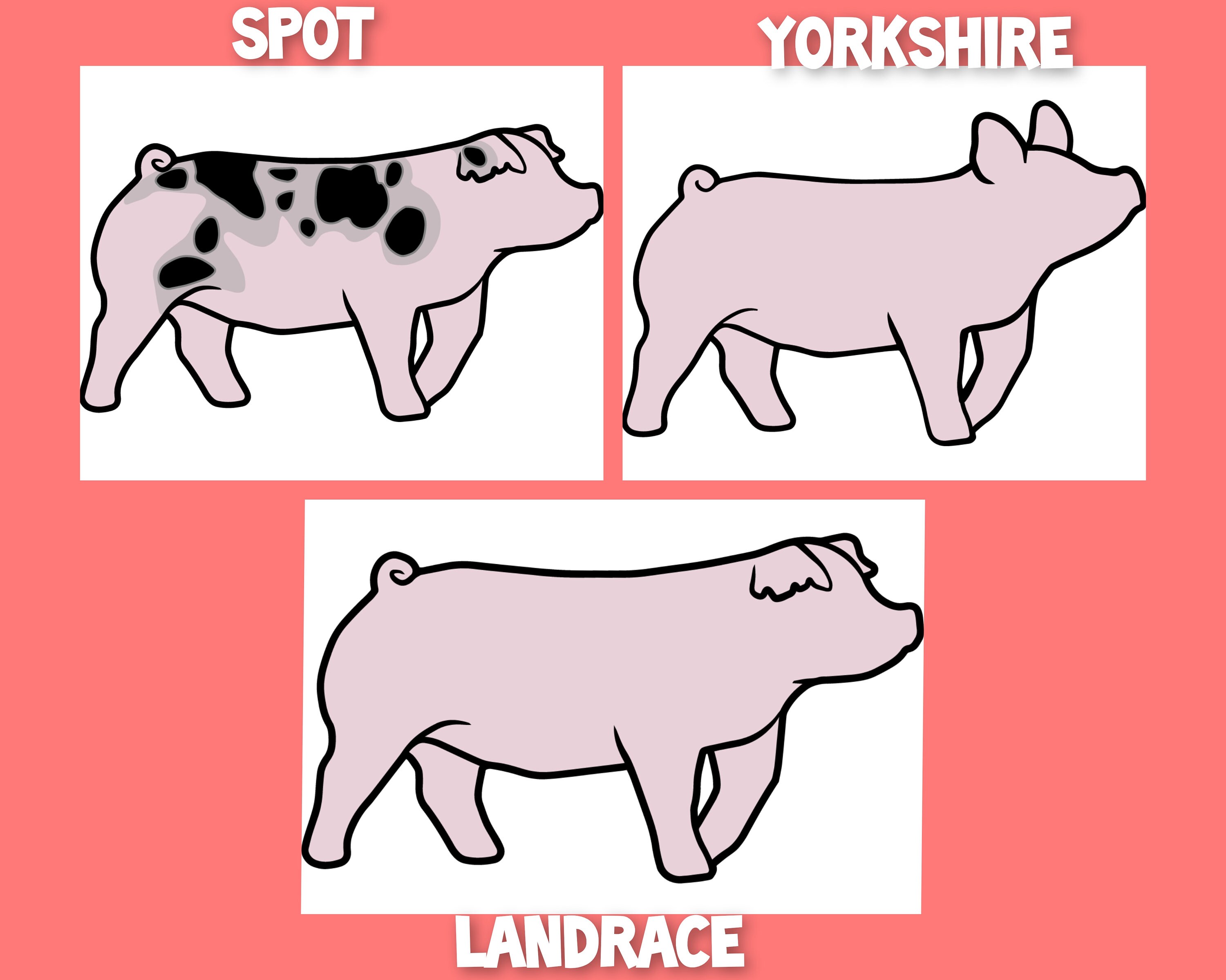 Full Color Show Pigs-hampshire-poland-berkshire-blue Butt-yorkshire ...