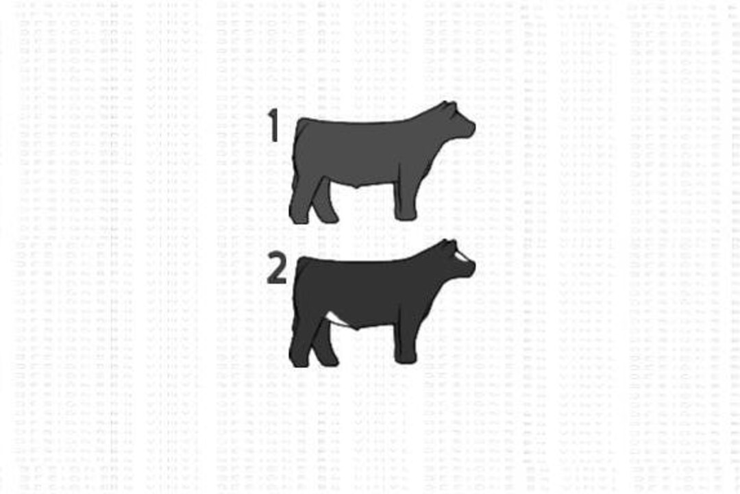 Full Color Steer Stickers, Full Cattle Sticker, Tack Box Stickers ...