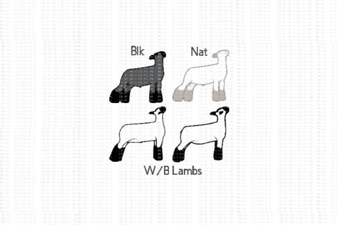 Full Color Show Lamb-waterproof Show Lamb-show Ewe-show Wether-tack Box ...