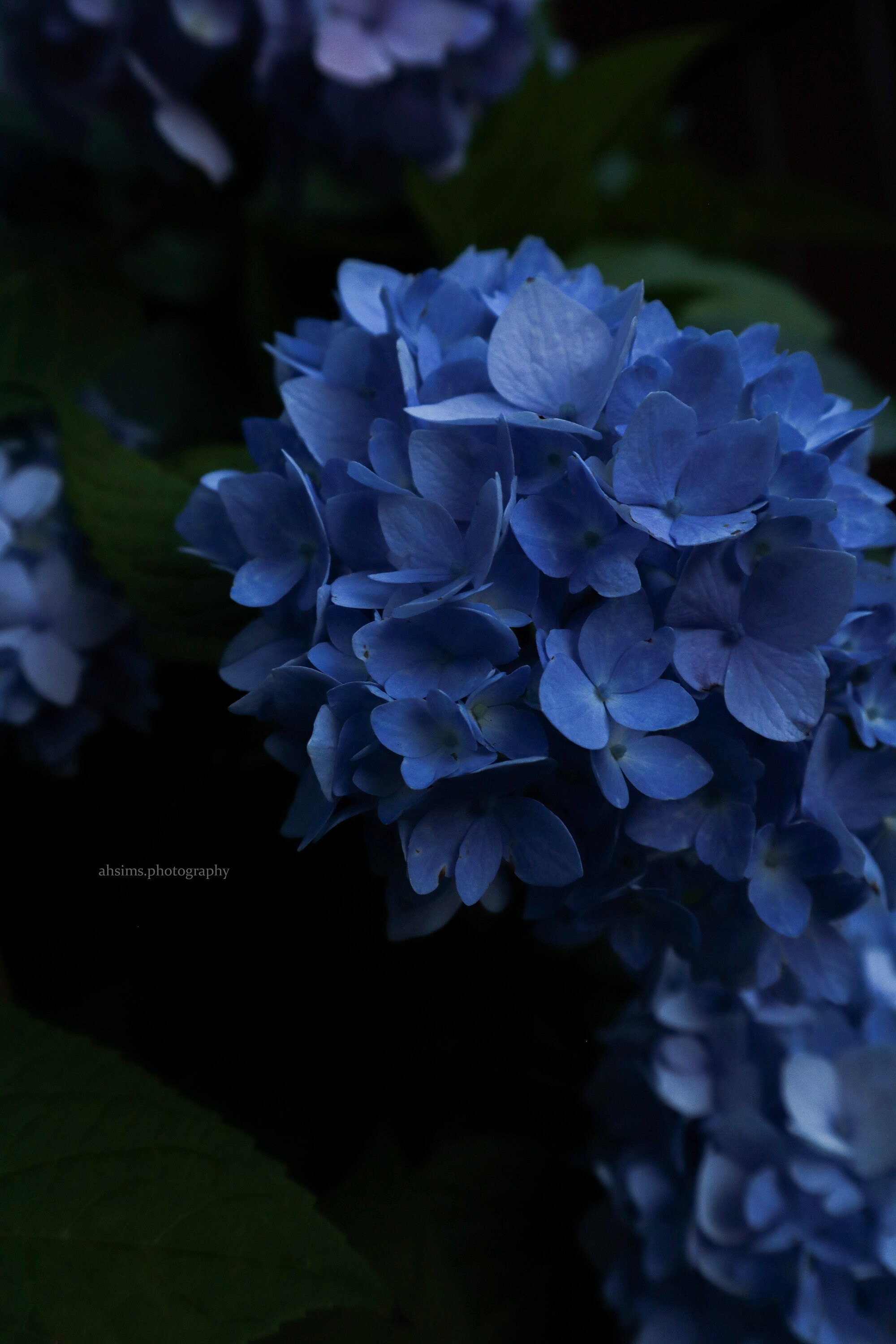 Nikko Blue Hydrangea - Etsy