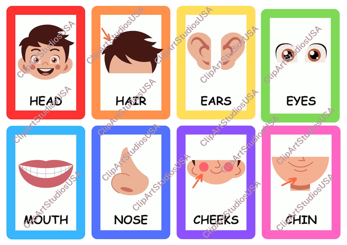Discover My Body: Interactive Kids Flashcards for Body Parts - Etsy