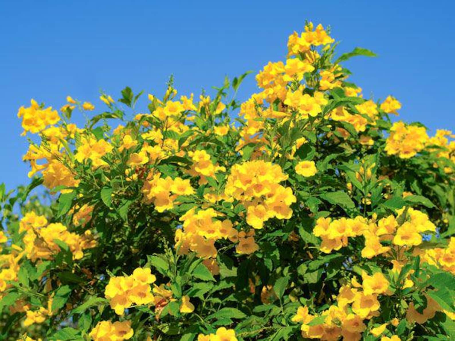 Yellow Elder - Yellow Bell Flower - Tecoma Stans Seeds - Shrub ...