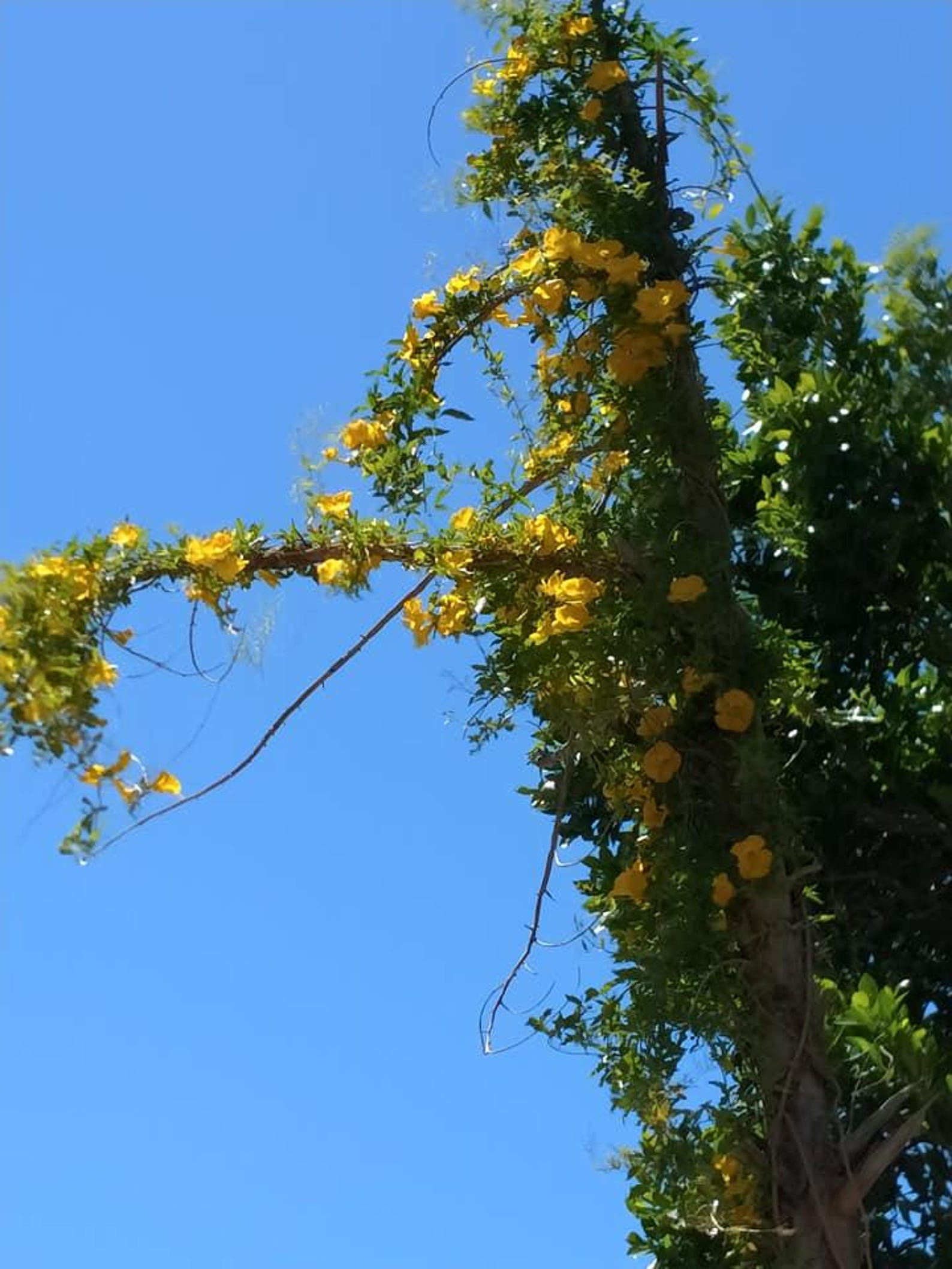 Yellow Elder - Yellow Bell Flower - Tecoma Stans Seeds - Shrub ...