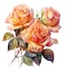 Peach Roses Clipart - Watercolor Floral Clipart - Jpgs - Instant ...