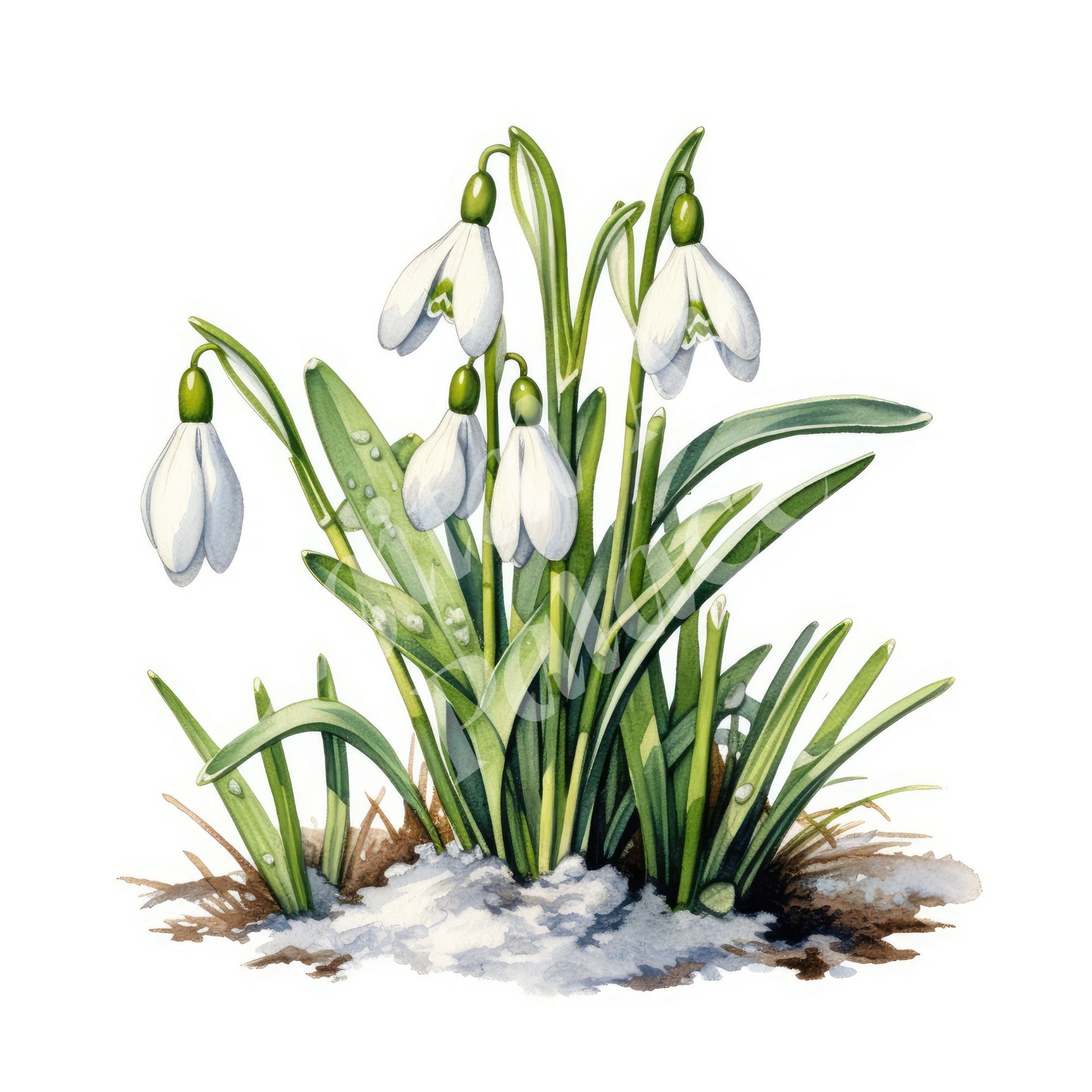 Snowdrops Clipart January Birth Flower Clipart Jpgs Digital - Etsy UK