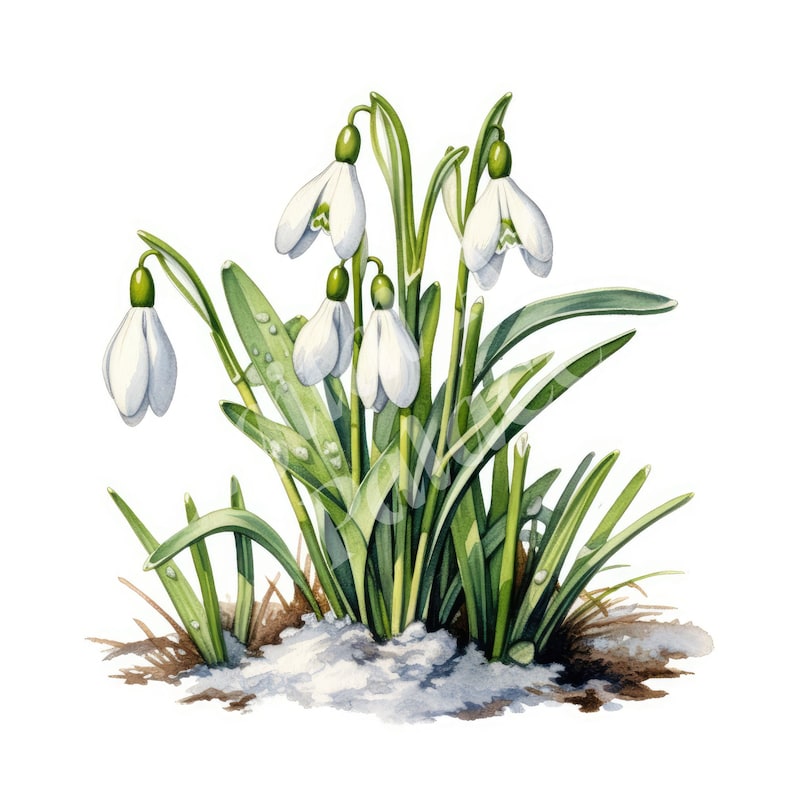 Snowdrops Clipart January Birth Flower Clipart Jpgs Digital - Etsy