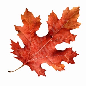 Fall Leaf Clipart Bundle - Autumn Leaf Watercolor Clipart - Pngs ...