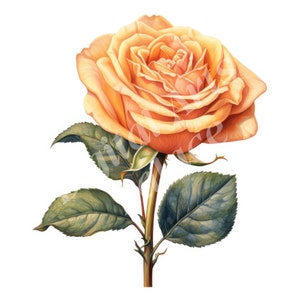 Peach Roses Clipart - Watercolor Floral Clipart - Jpgs - Instant ...