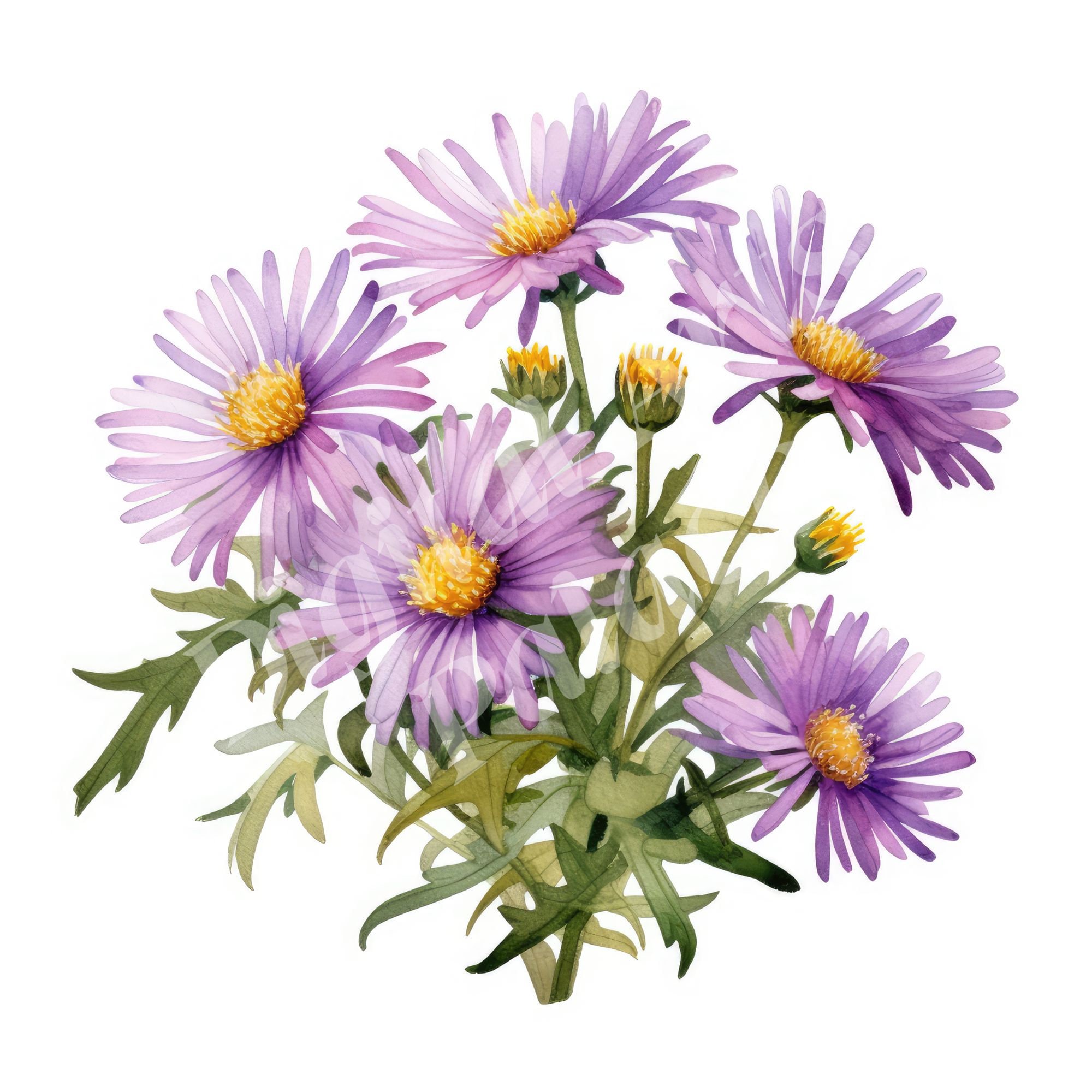 Asters Clipart, September Birth Flower Clipart, Jpgs, Digital Download ...