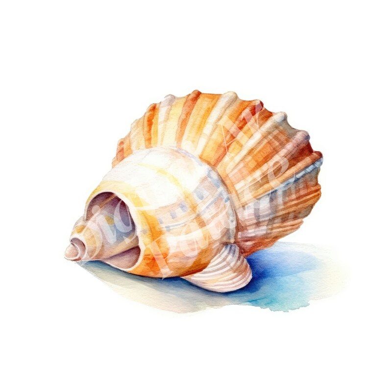 Seashells Clipart Summer Beach Clipart Jpgs Instant Digital Download ...