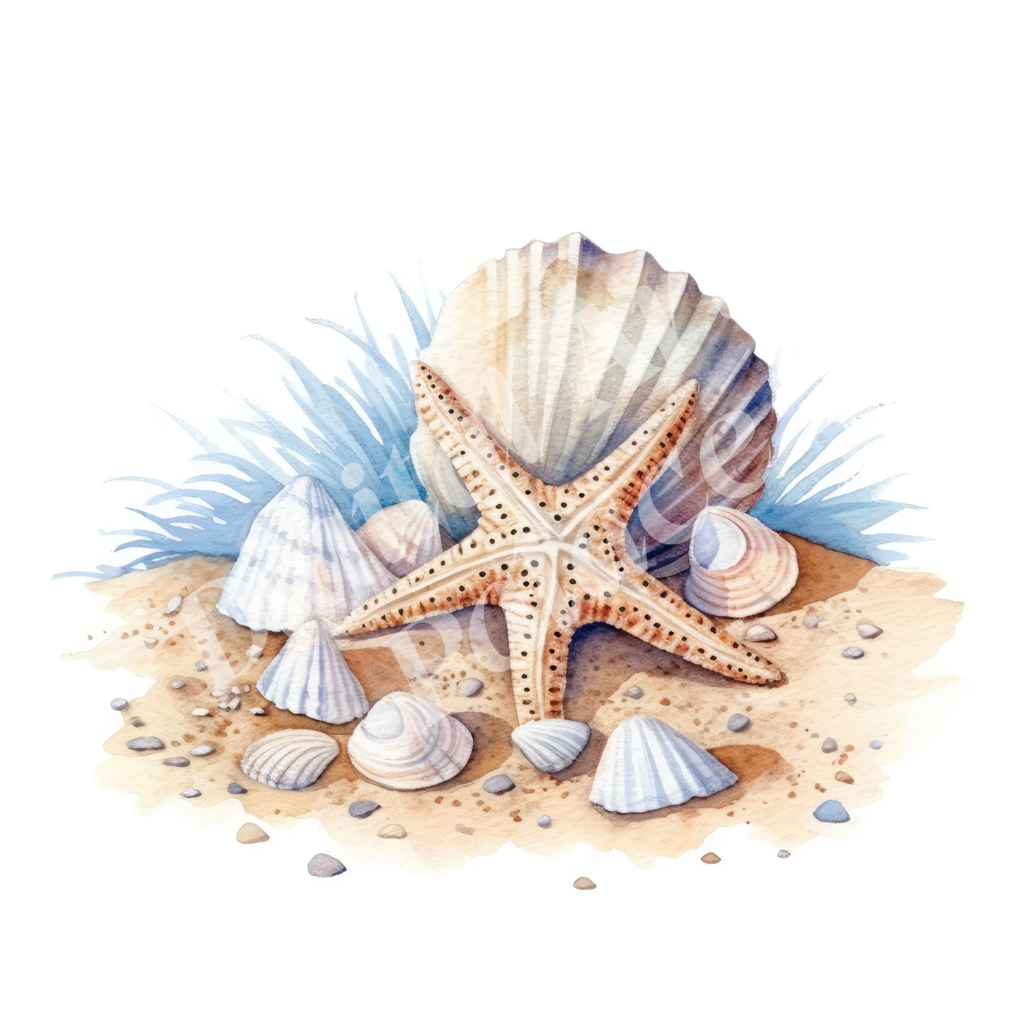 Seashells Clipart Summer Beach Clipart Jpgs Instant - Etsy