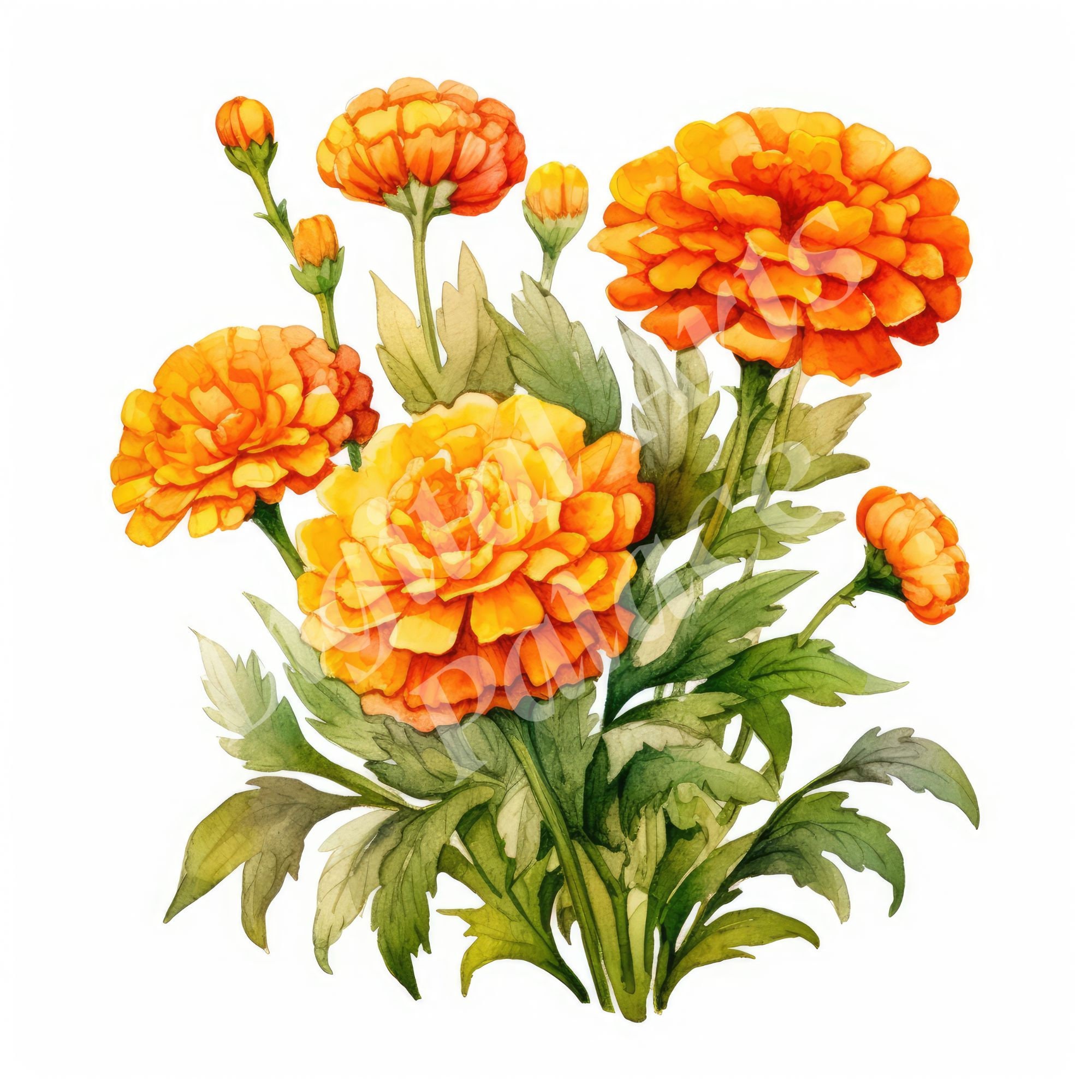 Marigold Clipart, October Birth Flower Clipart, Jpgs, Instant Digital ...