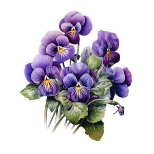 Violets Clipart, February Birth Flower Clipart, Jpgs, Digital Download ...