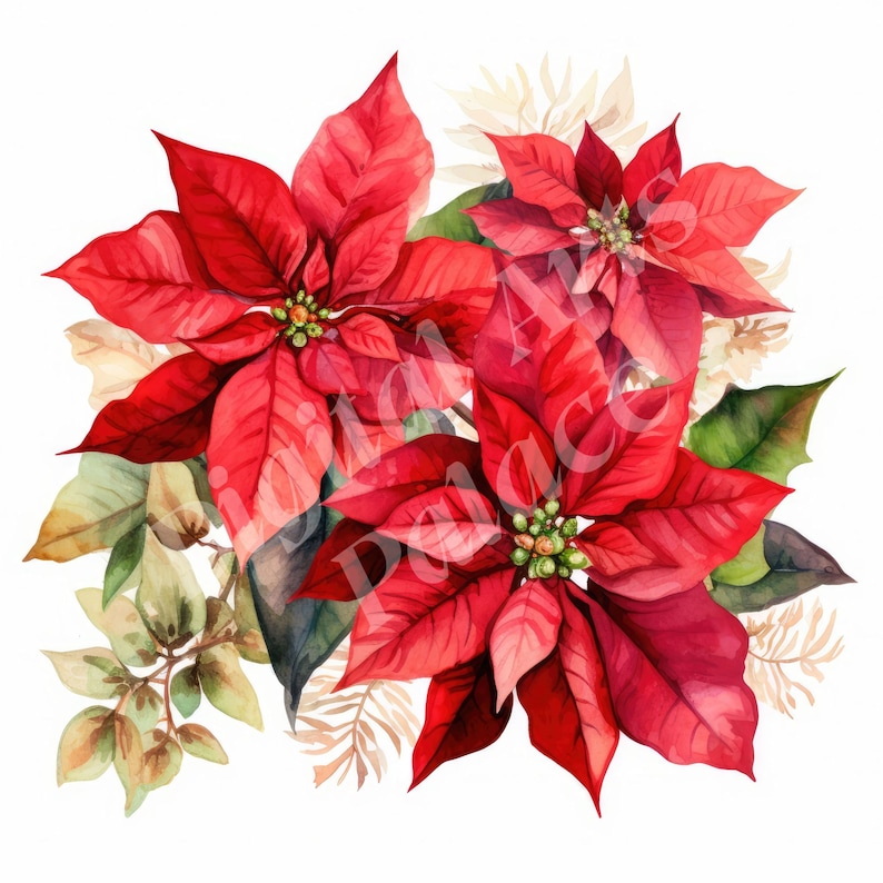Poinsettia Clipart Christmas Flower Clipart Jpgs Instant - Etsy