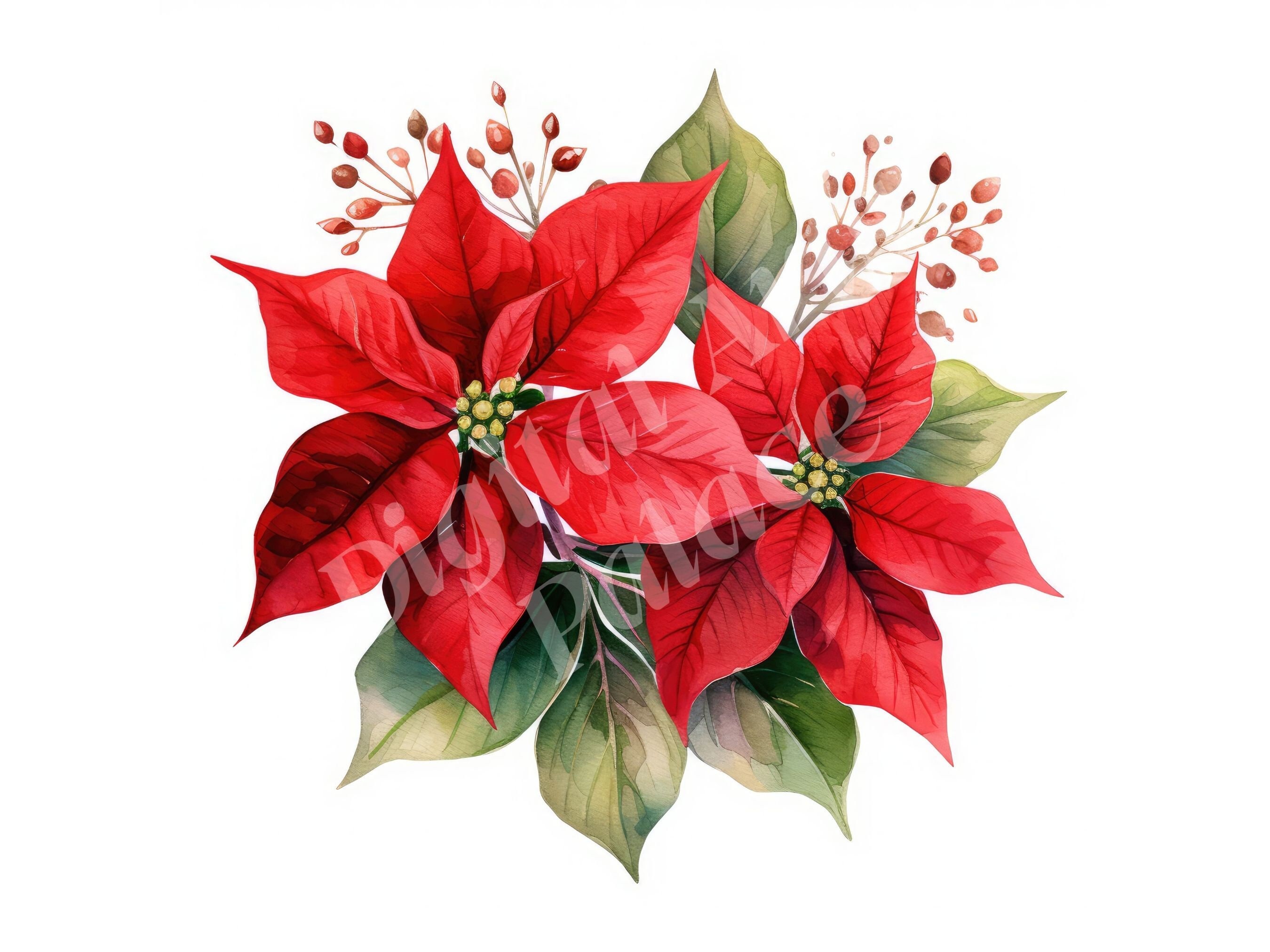 Poinsettia Clipart - Christmas Flower Clipart - Jpgs - Instant Digital ...
