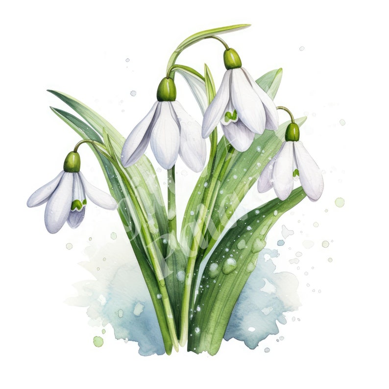 Snowdrops Clipart January Birth Flower Clipart Jpgs Digital - Etsy UK
