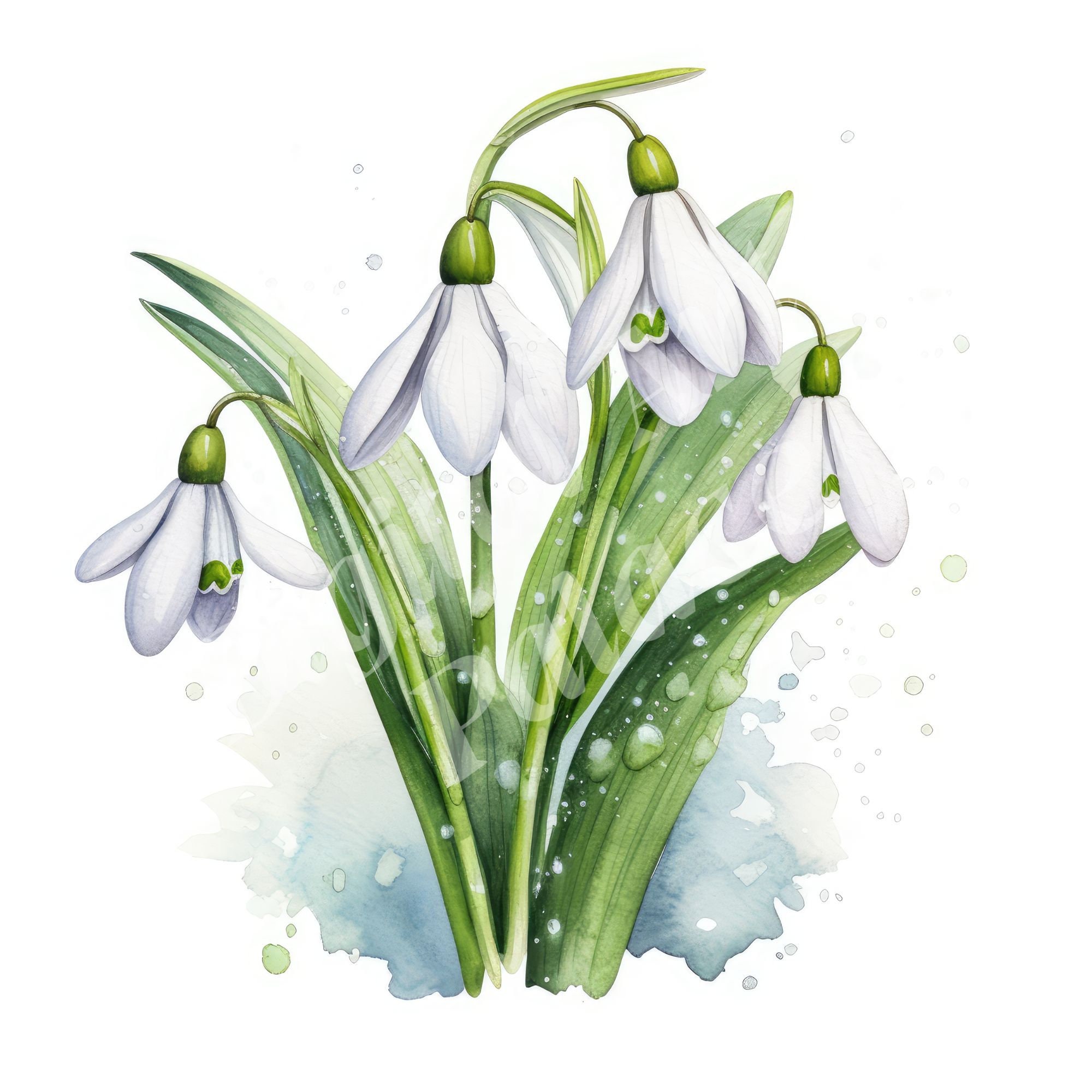 Snowdrops Clipart January Birth Flower Clipart Jpgs Digital - Etsy UK