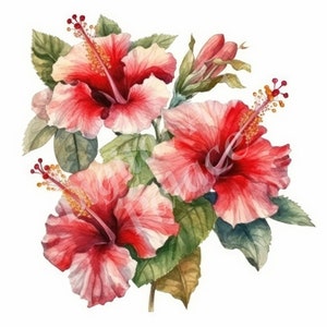 Hibiscus Clipart - Watercolor Floral Clipart - Jpgs - Instant Digital ...