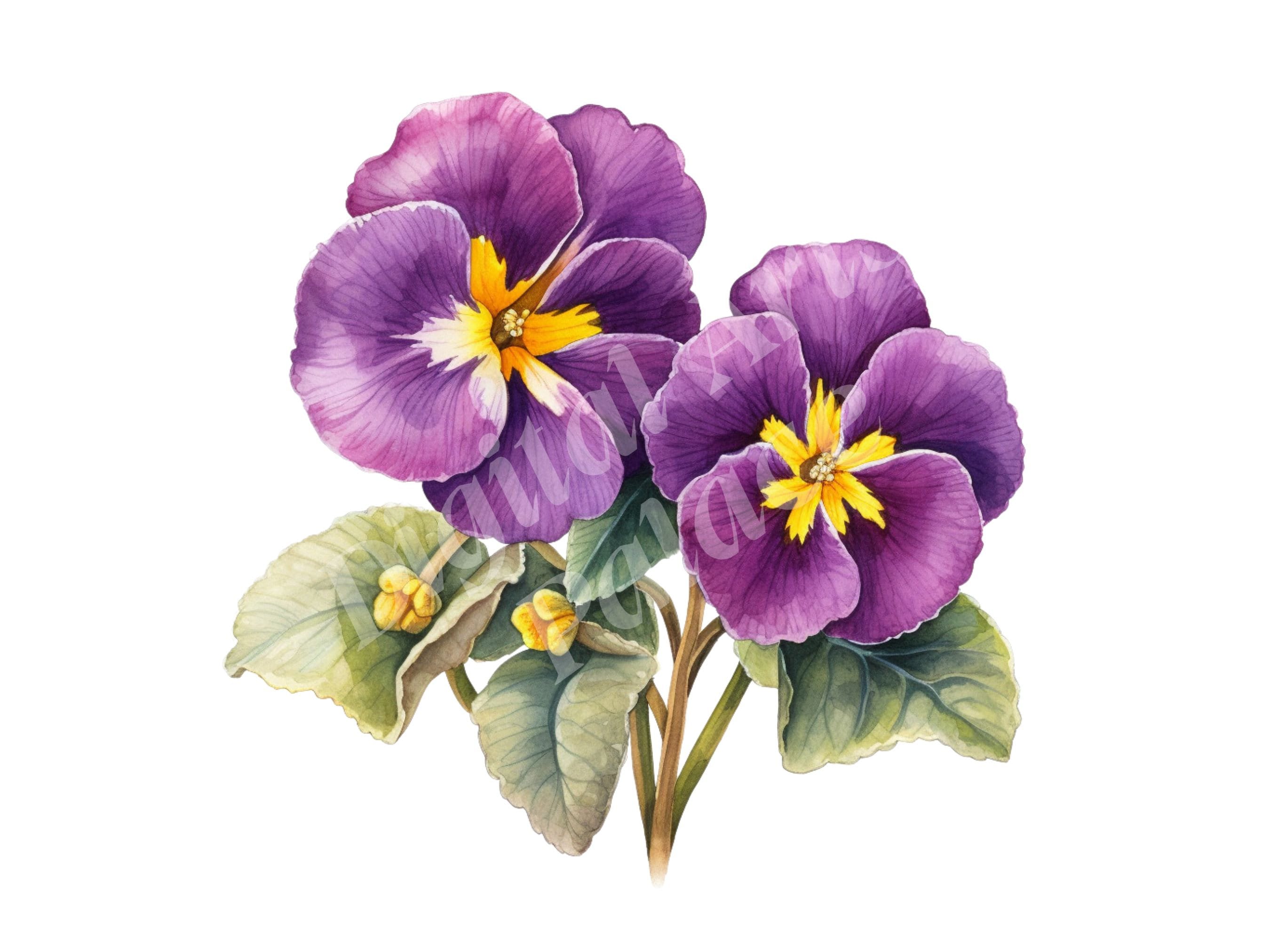 Primrose Clipart, February Birth Flower Clipart, Jpgs, Digital Download ...