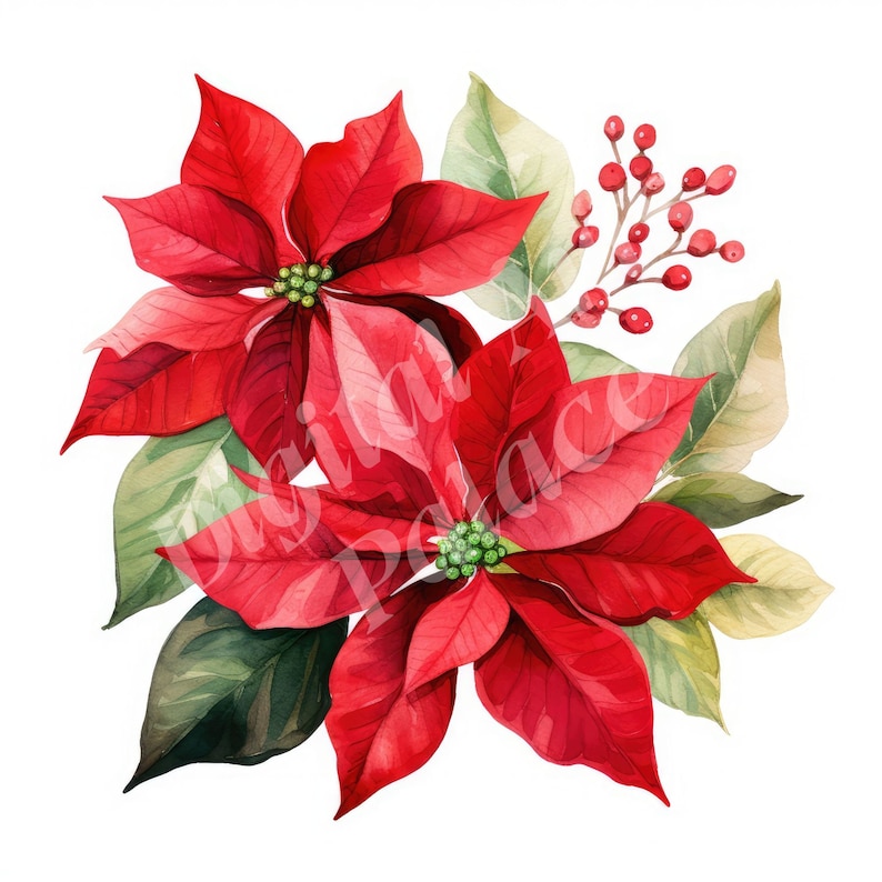 Poinsettia Clipart Christmas Flower Clipart Jpgs Instant Digital ...