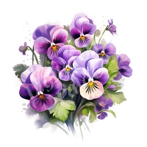 Violets Clipart, February Birth Flower Clipart, Jpgs, Digital Download ...