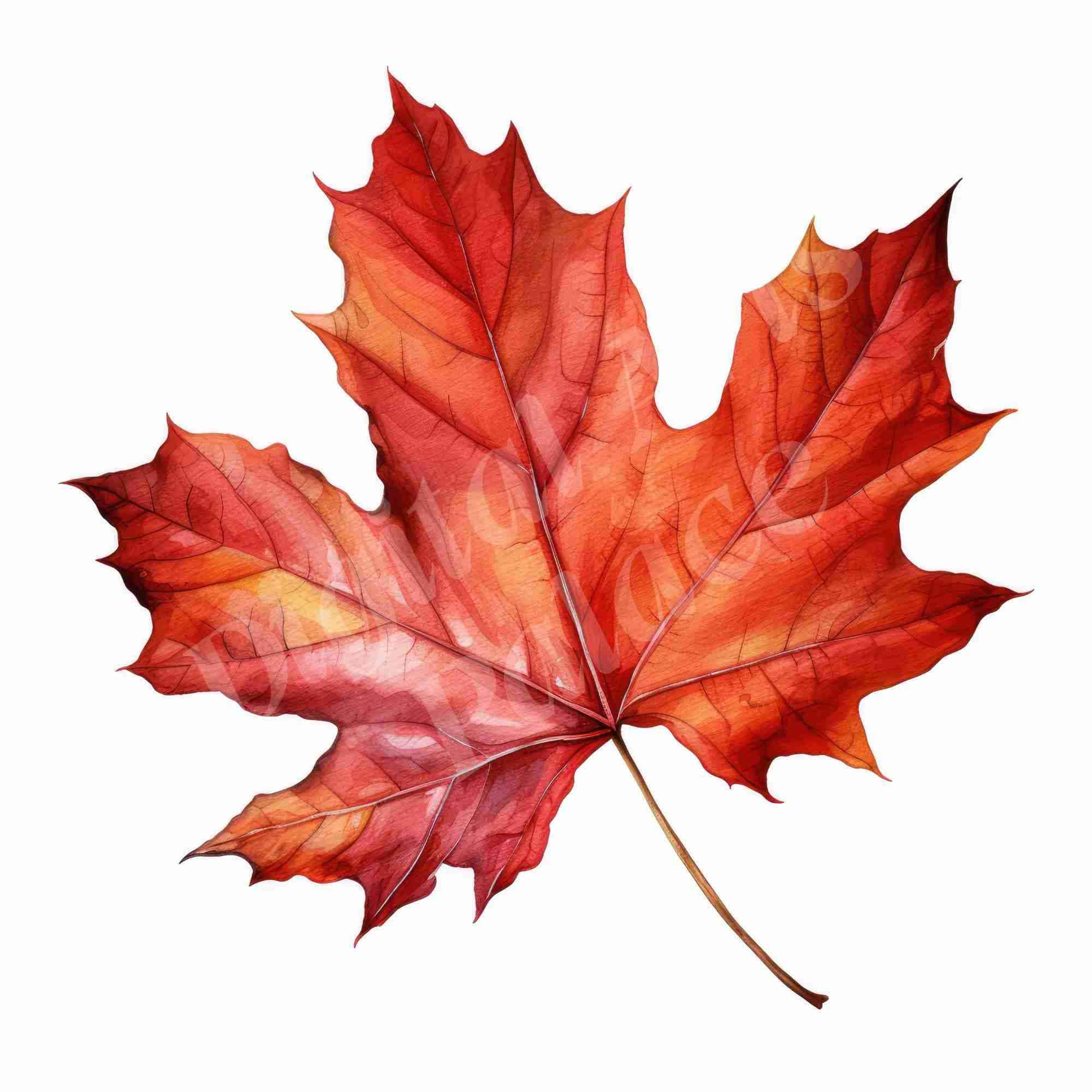 Fall Leaf Clipart Bundle - Autumn Leaf Watercolor Clipart - Pngs ...