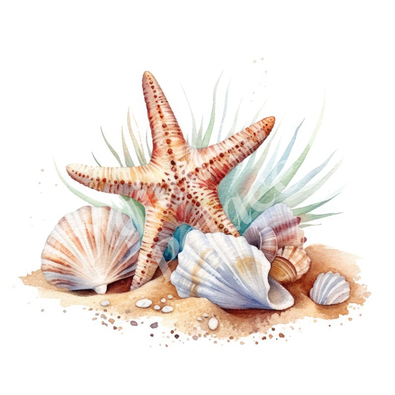 Seashells Clipart Summer Beach Clipart Jpgs Instant Digital Download ...