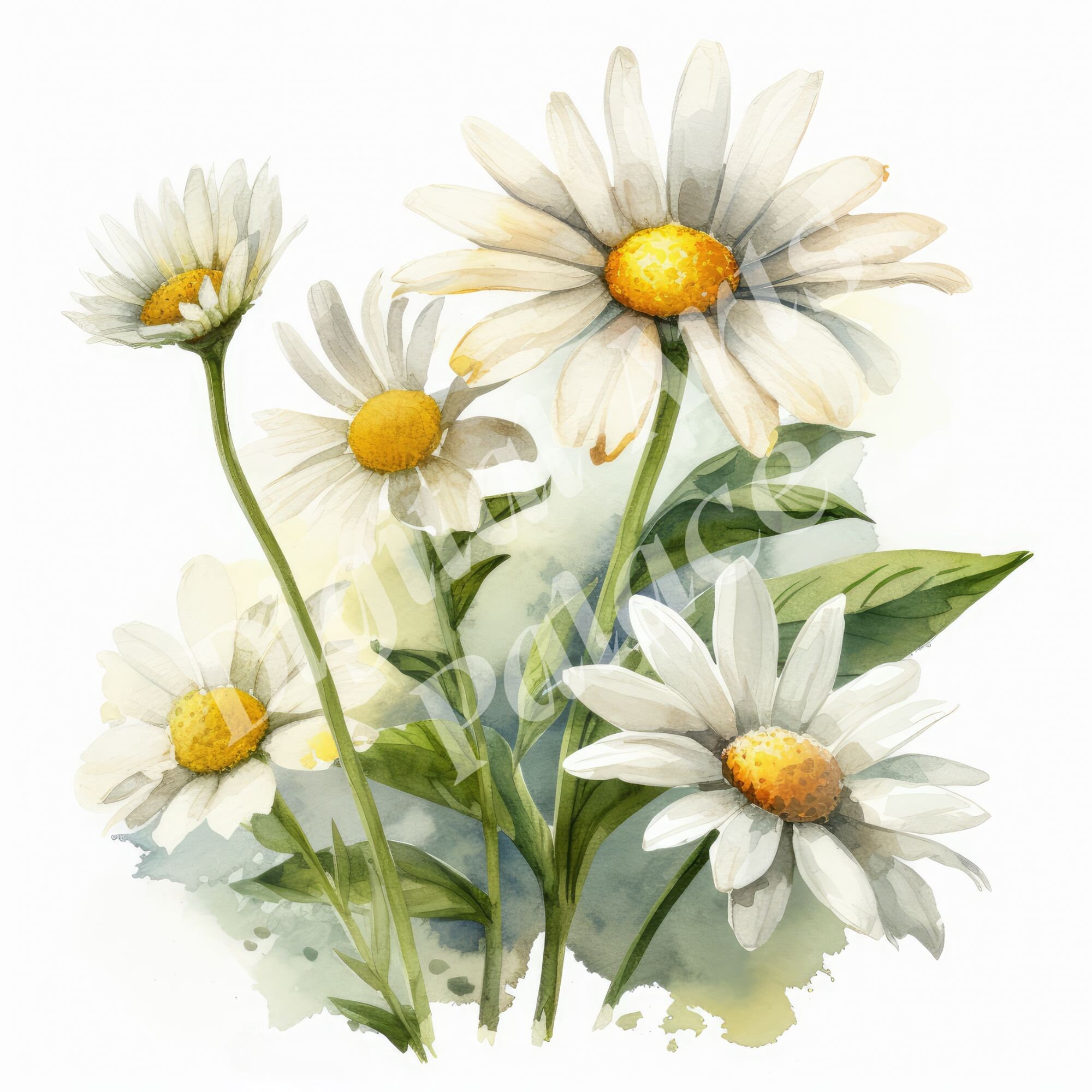 Daisy Clipart, April Birth Flower Clipart, Jpgs, Instant Digital ...