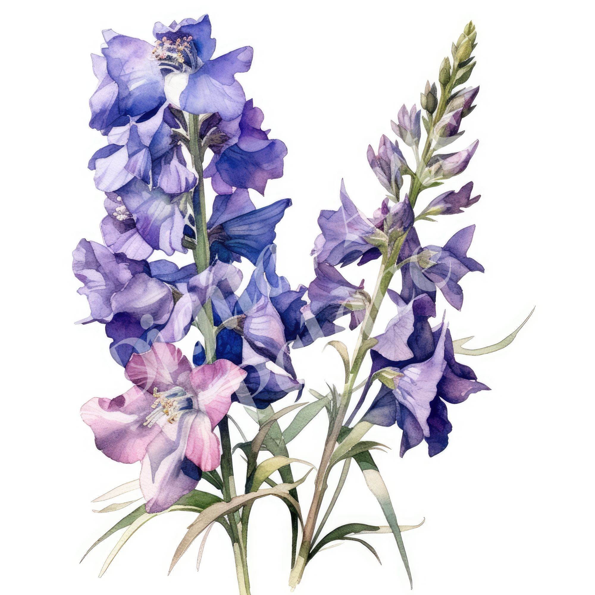 Larkspur Clipart, July Birth Flower Clipart, Jpgs, Instant Digital ...