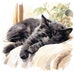 Sleeping Cat Clipart Cute Cat Watercolor Clipart Jpgs Instant Digital ...