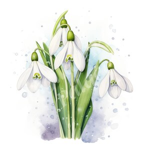 Snowdrops Clipart, January Birth Flower Clipart, Jpgs, Digital Download ...