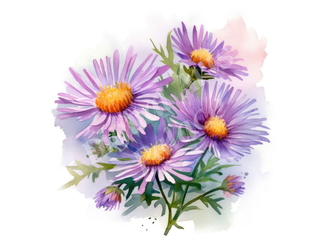 Asters Clipart, September Birth Flower Clipart, Jpgs, Digital Download, Printable Wall Art ...