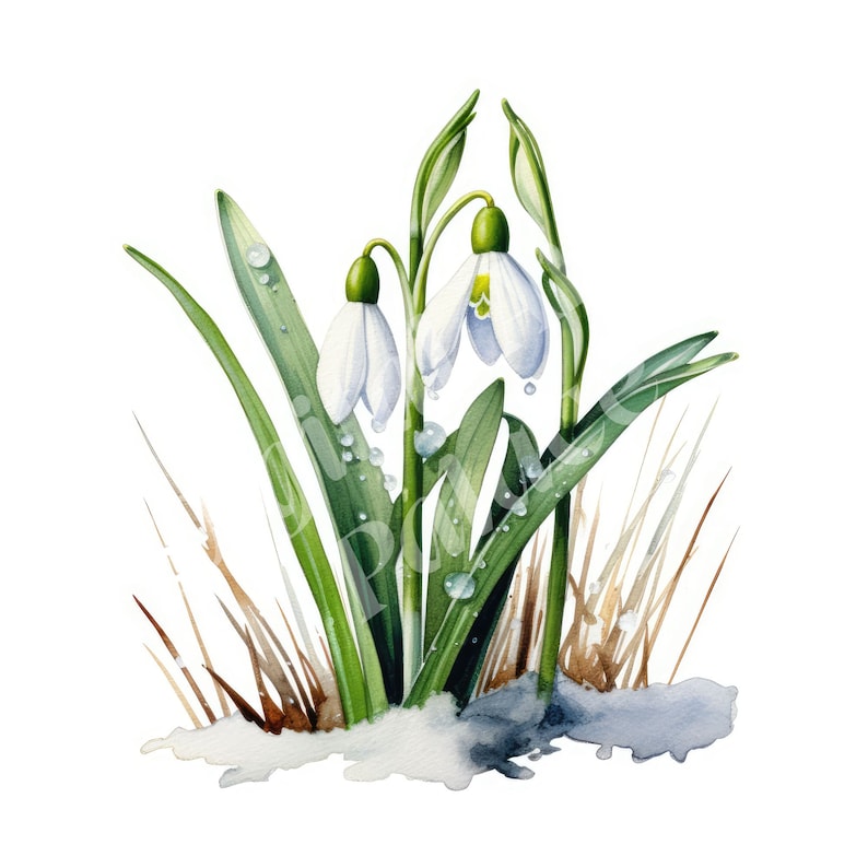 Snowdrops Clipart, January Birth Flower Clipart, Jpgs, Digital Download ...