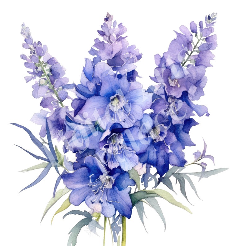 Larkspur Clipart, July Birth Flower Clipart, Jpgs, Instant Digital ...