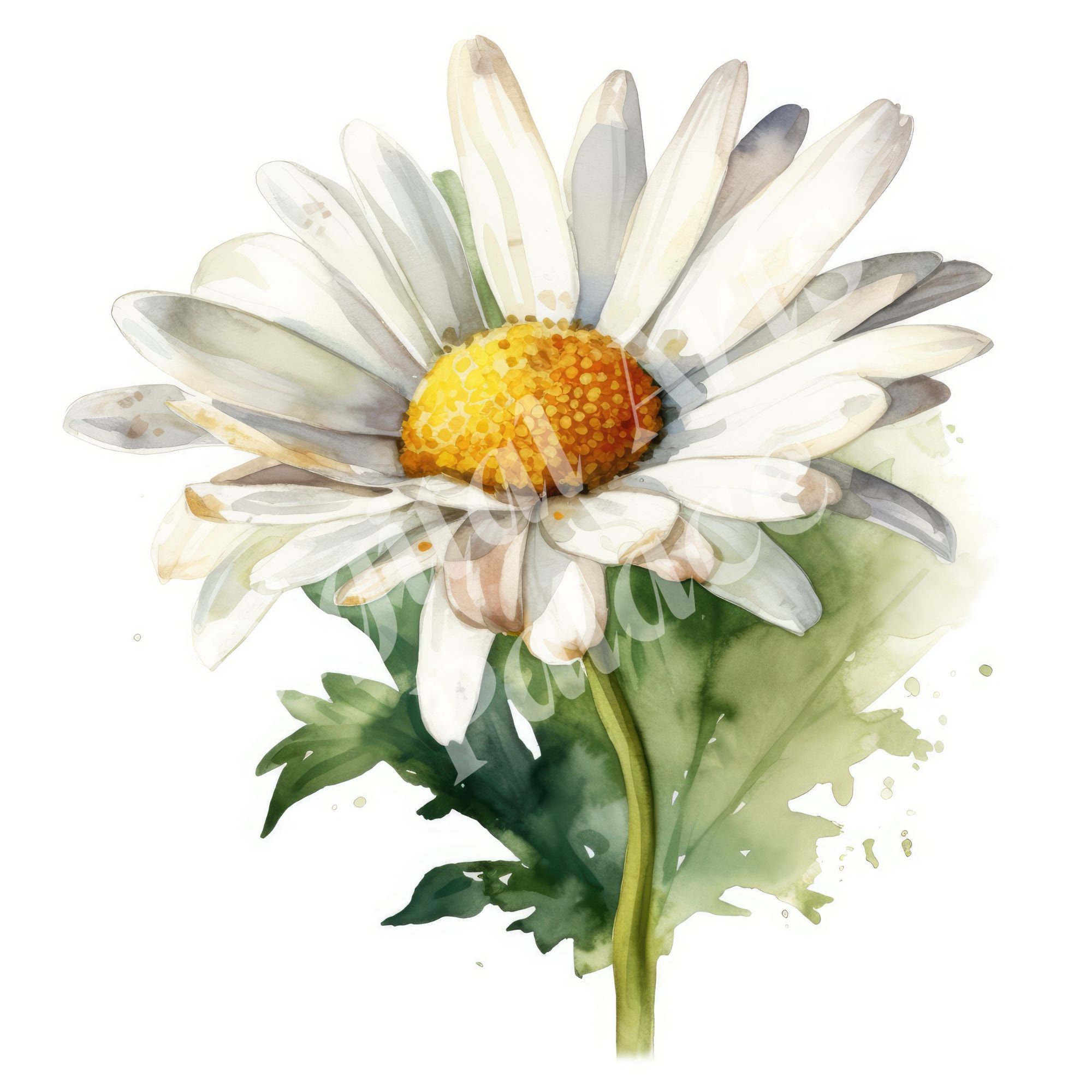 Daisy Clipart, April Birth Flower Clipart, Jpgs, Instant Digital ...