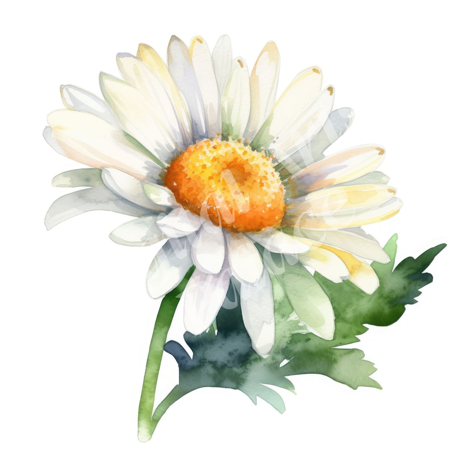 Daisy Clipart, April Birth Flower Clipart, Jpgs, Instant Digital ...