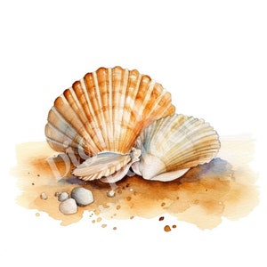 Seashells Clipart - Summer Beach Clipart - Jpgs - Instant Digital ...