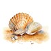 Seashells Clipart - Summer Beach Clipart - Jpgs - Instant Digital ...