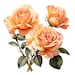 Peach Roses Clipart - Watercolor Floral Clipart - Jpgs - Instant ...