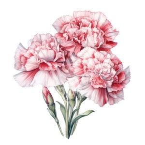 Carnations Clipart, January Birth Flower Clipart, Jpgs, Digital ...