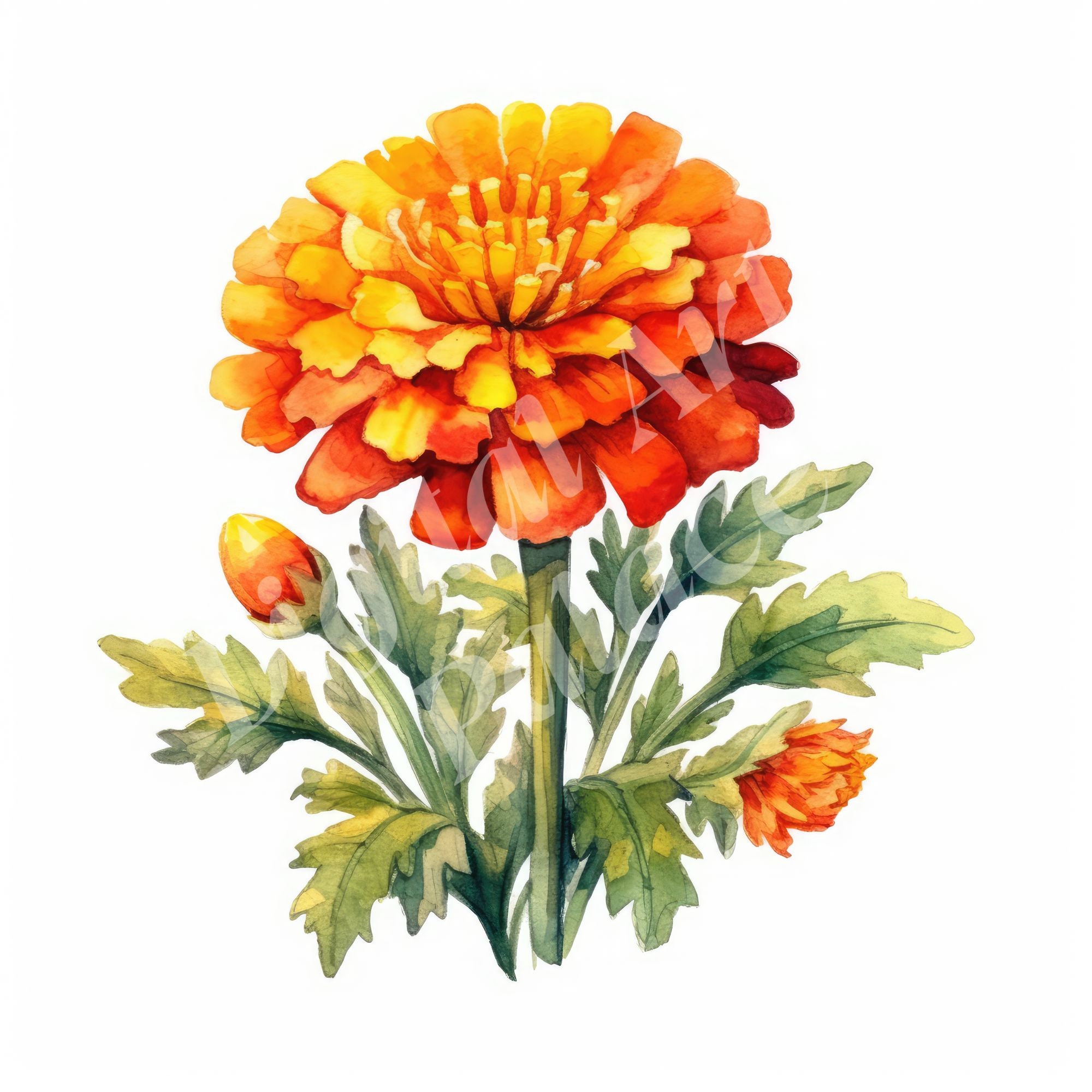 Marigold Clipart, October Birth Flower Clipart, Jpgs, Instant Digital ...