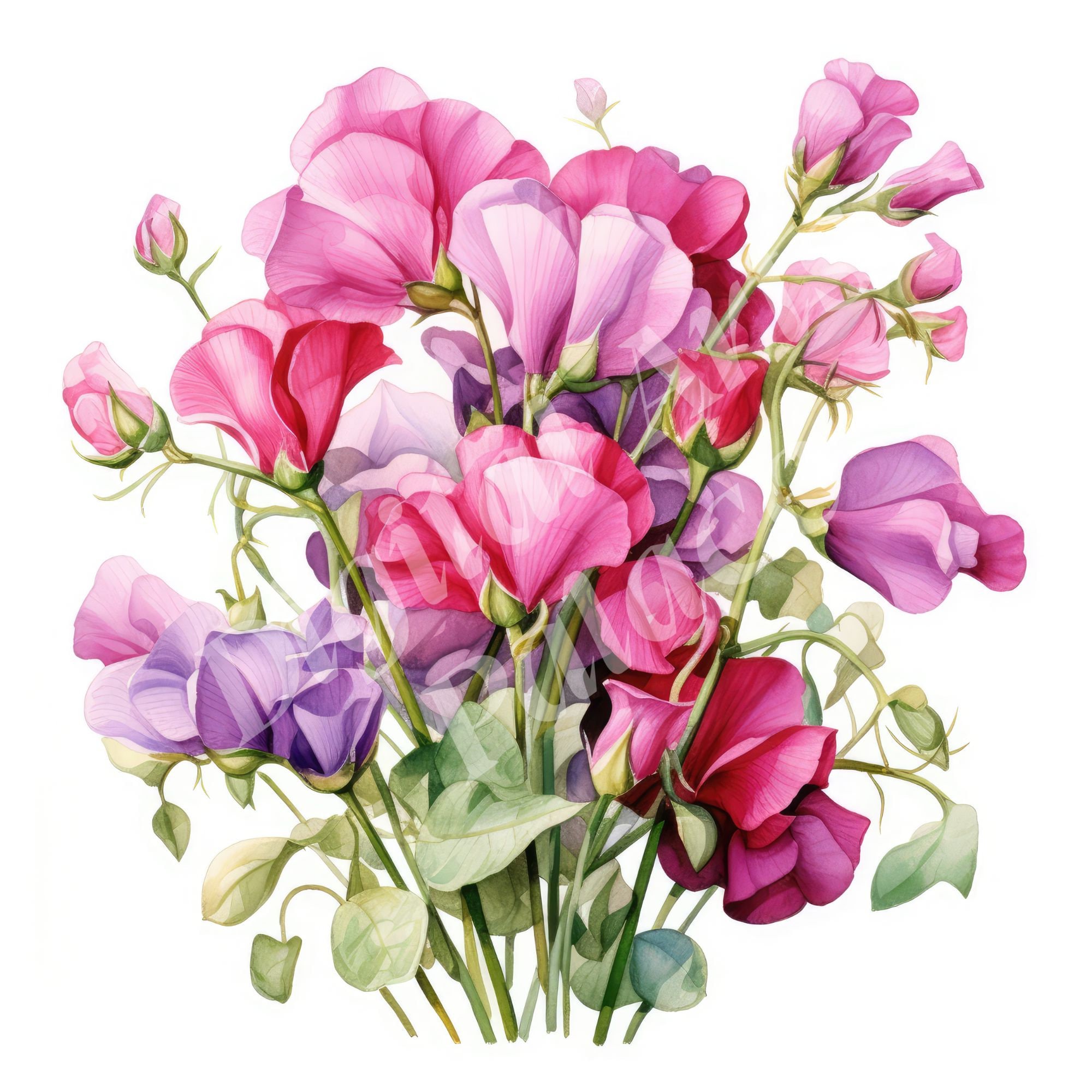 Sweet Peas Clipart, April Birth Flower Clipart, Jpgs, Instant Digital ...