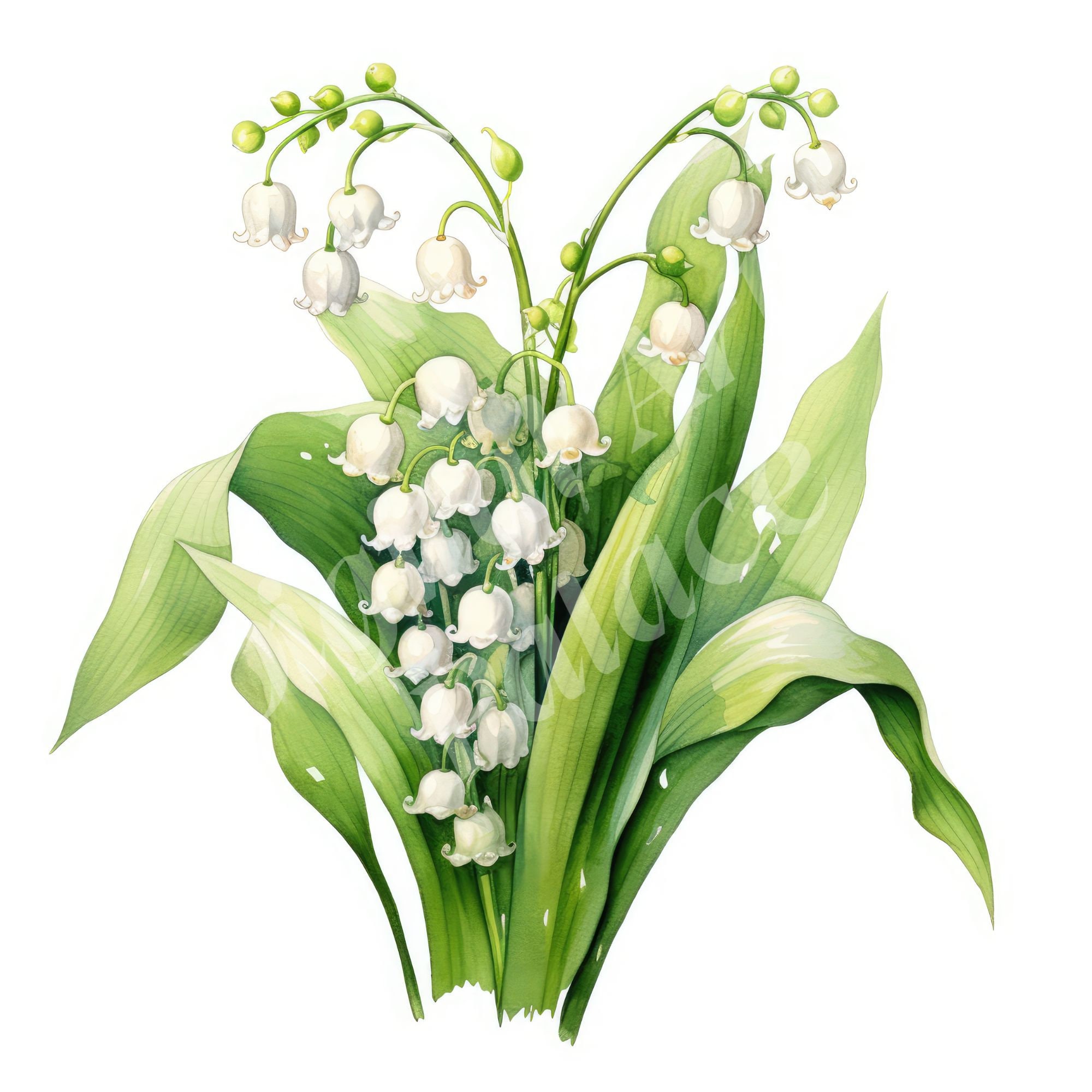 Lily of the Valley Clipart, May Birth Flower Clipart, Jpgs, Instant ...