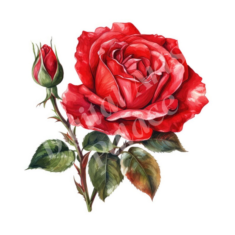 Red Roses Clipart - Watercolor Floral Watercolor - Jpgs - Instant ...
